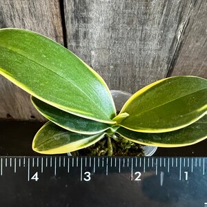 Phal. Sogo Vivien 'SOGO F858' variegata & Peloric, Blooming Size, FREE Shipping - Etsy