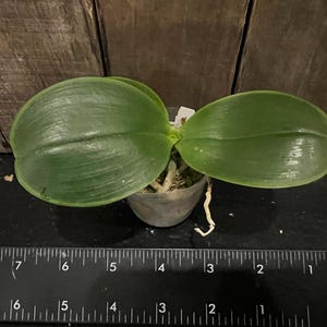 Phal. Mituo King 'big Pink', Mericlone, Blooming Size, FREE Shipping - Etsy