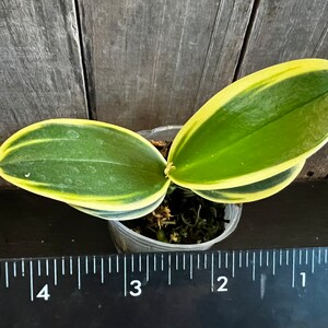 Phal. Sogo Vivien 'SOGO F858' variegata & Peloric, Blooming Size, FREE Shipping - Etsy