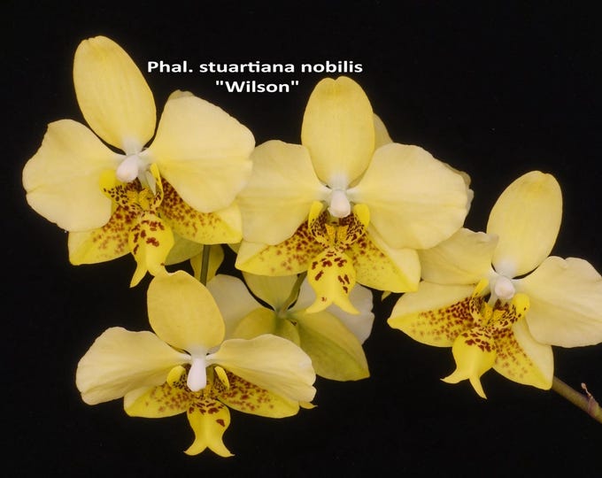 Two Spikes! Phalaenopsis Sogo Vivian 'blue' × Phalaenopsis Stuartiana ...