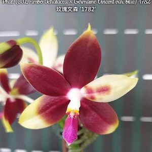 Phal. CTL Ambo Tetralacea Germaine Vincent Var. Blue '1782', Blooming ...