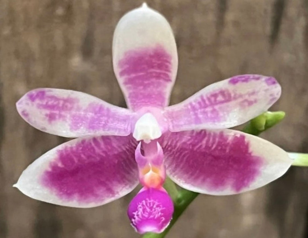Phal. Modesta X Sib Phal Species Blooming Size FREE - Etsy