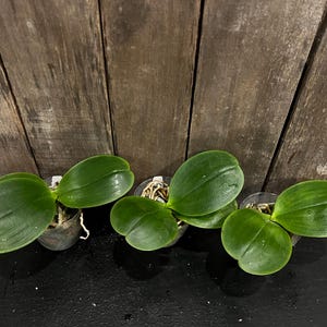 Phal. Mituo King 'big Pink', Mericlone, Blooming Size, FREE Shipping - Etsy