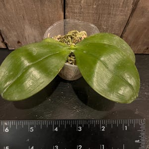 Phal. Bellina Pink ‘fire’ X Sib, Phal Species, Blooming Size, Fragrant ...