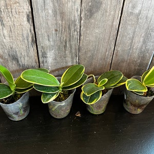 Phal. Sogo Vivien 'SOGO F858' variegata & Peloric, Blooming Size, FREE Shipping - Etsy