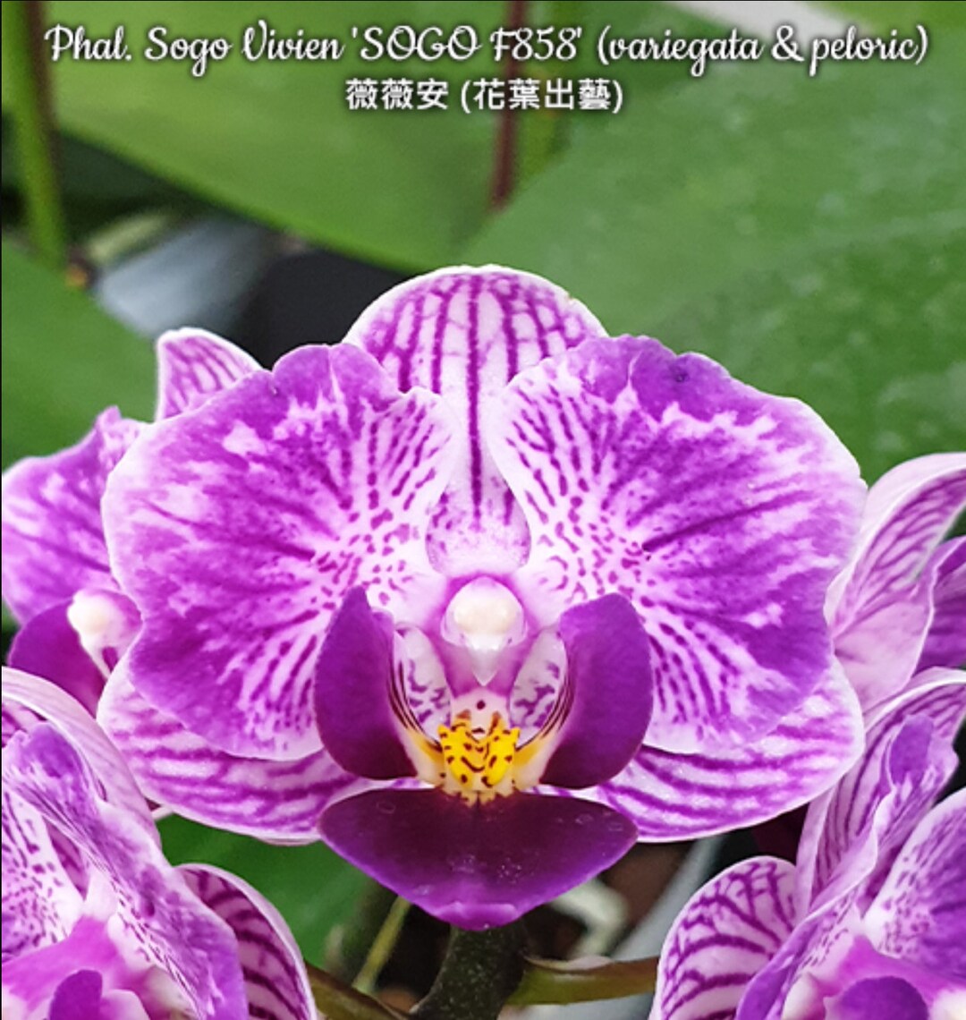 Phal. Sogo Vivien 'SOGO F858' variegata & Peloric, Blooming Size, FREE Shipping - Etsy
