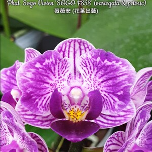 Phal. Sogo Vivien 'SOGO F858' variegata & Peloric, Blooming Size, FREE Shipping - Etsy