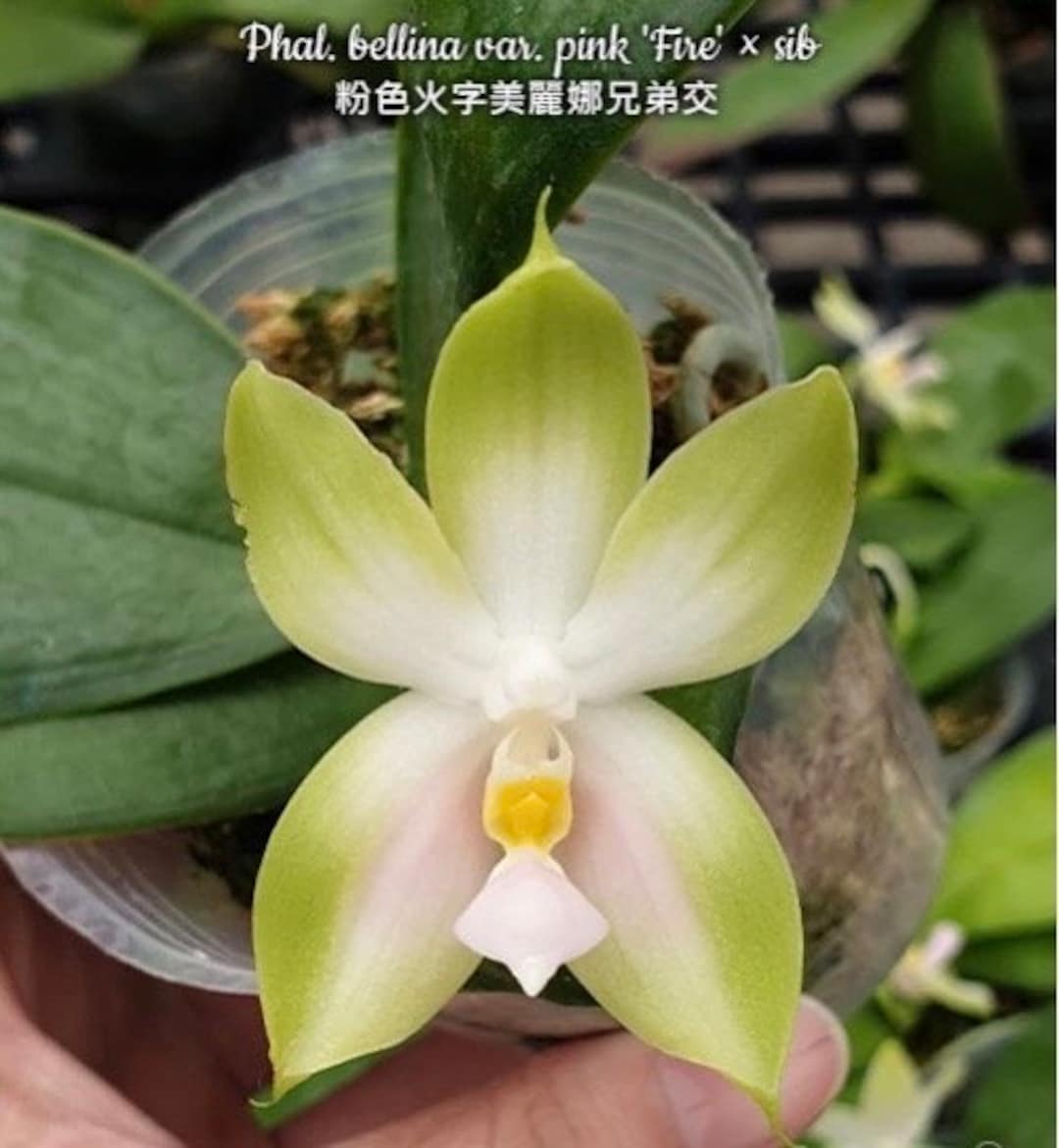 Phal. Bellina Pink ‘fire’ X Sib, Phal Species, Blooming Size, Fragrant ...