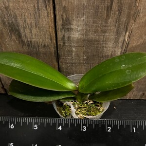 Phal. Champion Daruma, Blooming Size, FREE Shipping - Etsy
