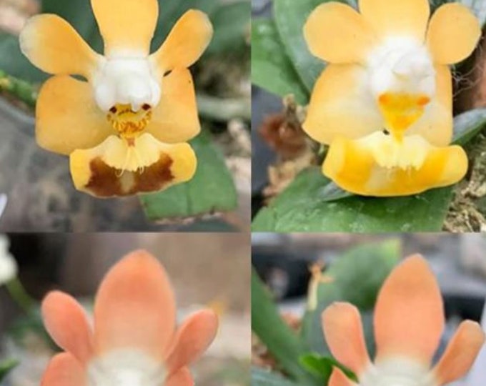 Phal. Lobbii Var. (flava × Pink), Blooming Size, FREE Shipping - Etsy
