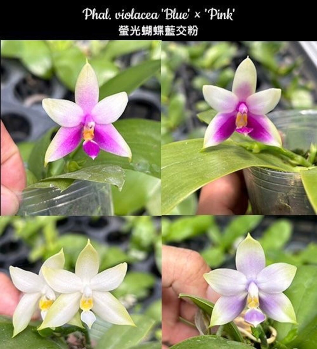 Phal. Violacea 'blue' × 'pink', Blooming Size, FREE Shipping - Etsy