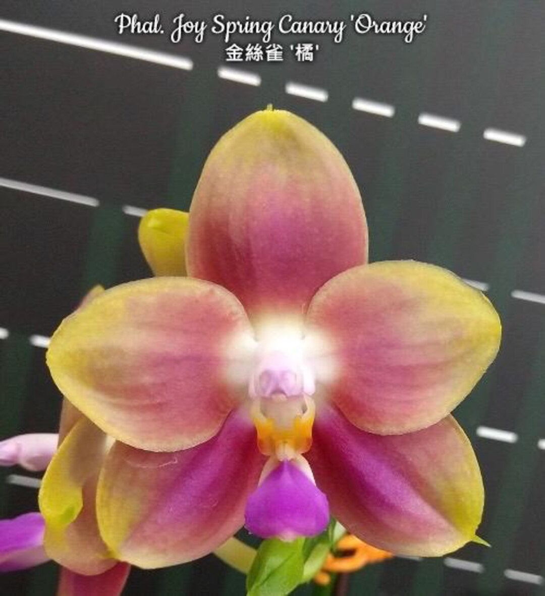 Phal. Joy Spring Canary 'orange', Blooming Size, Fragrant, FREE Shipping - Etsy