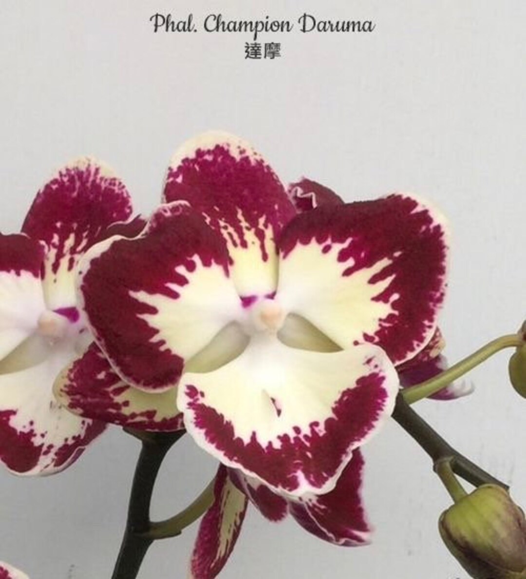 Phal. Champion Daruma, Blooming Size, FREE Shipping - Etsy