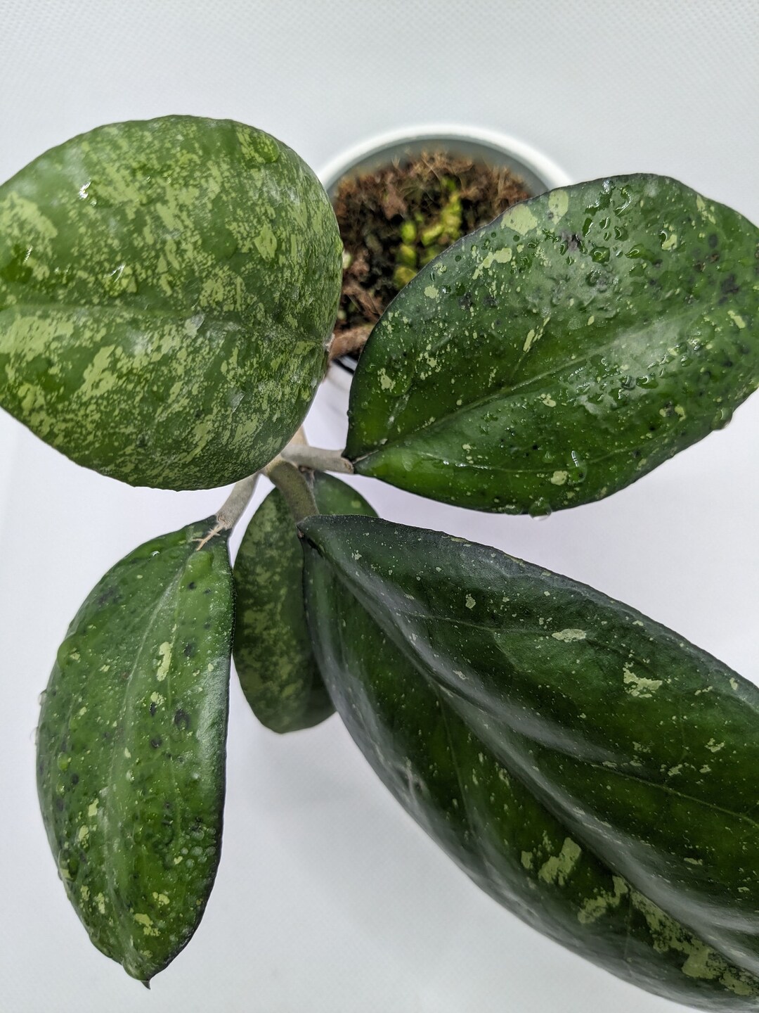 Hoya Cv Joy - Etsy UK