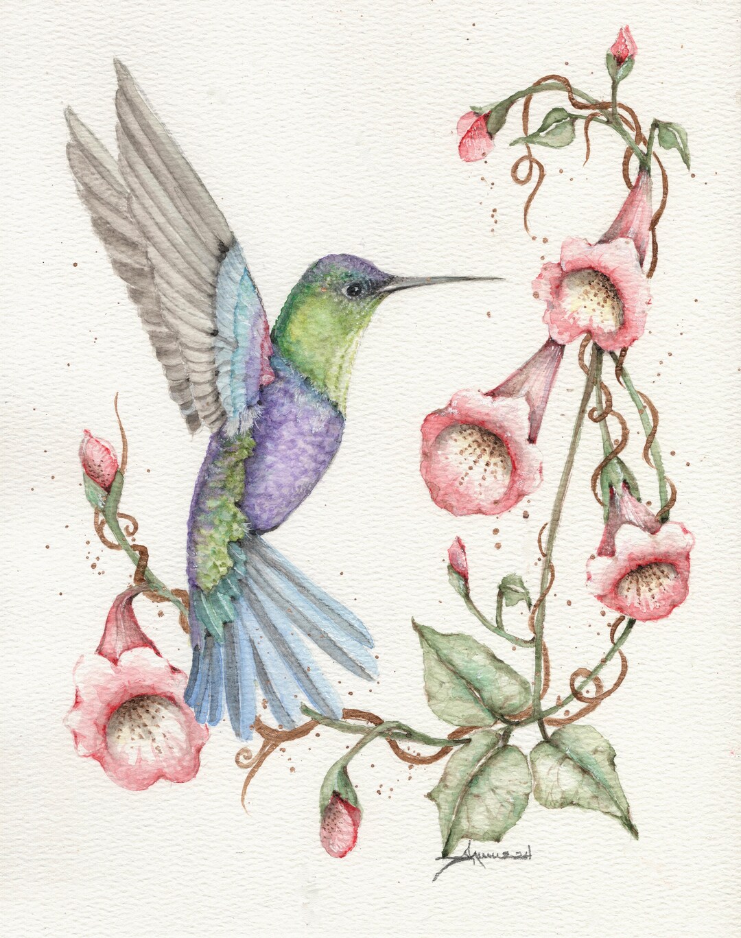 Hummingbird With Trumpet Vine Original 8x10 Signed Watercolor Painting, Matted. Hummingbird and ...
