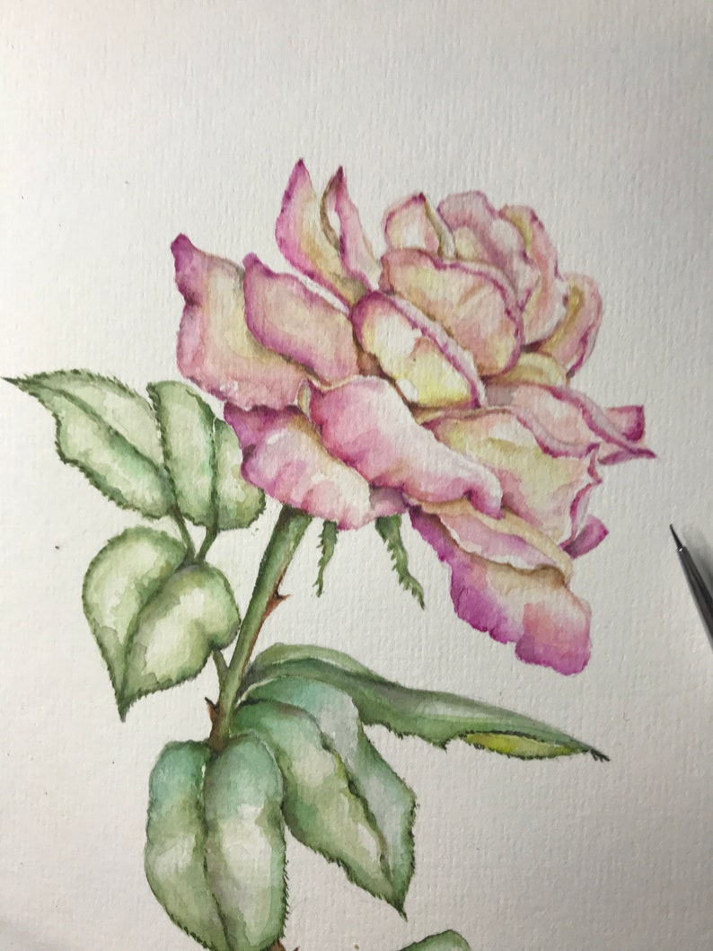 Botanical~single Pink Rose With Leaves Watercolor Painting, Valentine ...