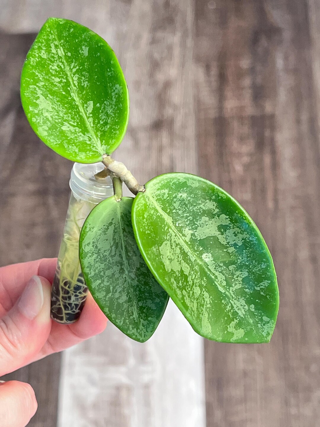 Hoya Rime Splash - Etsy