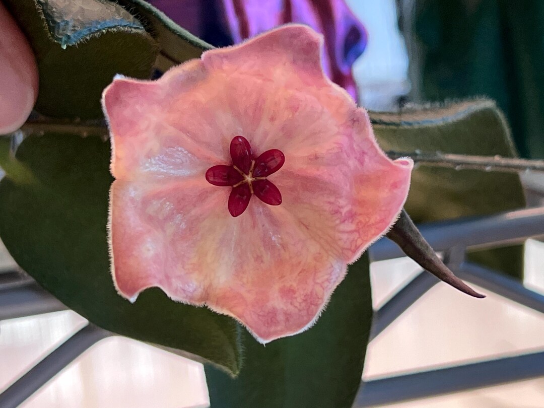 Hoya Patella Pink - Etsy