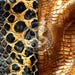 Snake Skin Texture Seamless Digital Paper: Printable Snake Leather ...