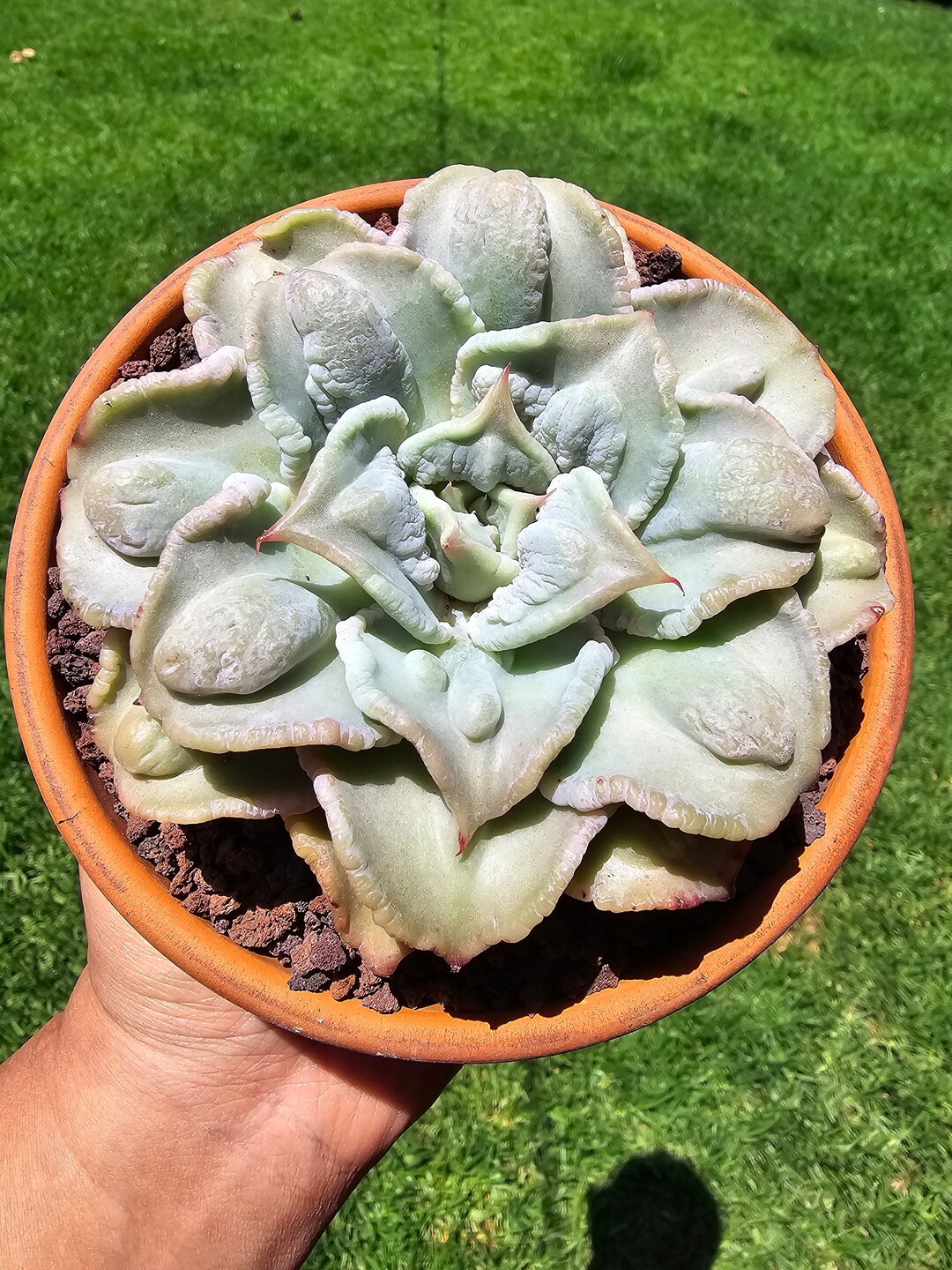 Echeveria Madiba With Bump Minimal Roots - Etsy
