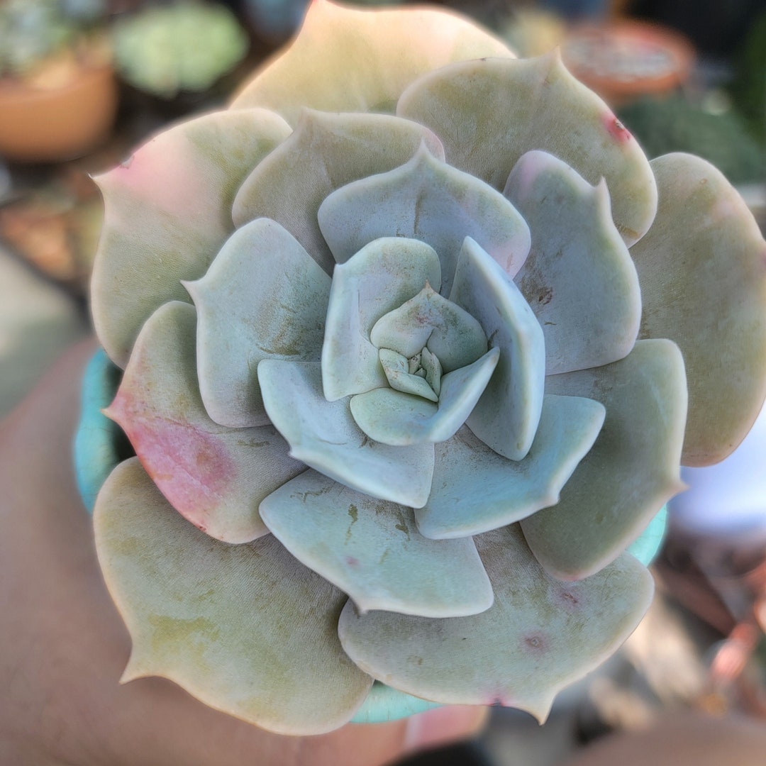 Echeveria Pollux Variegated - Etsy