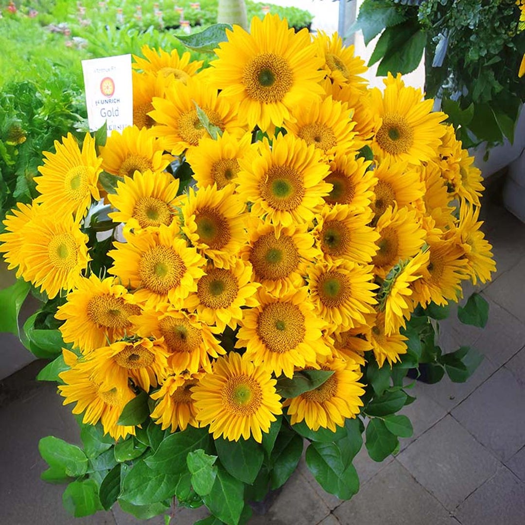 25+ Seeds| Sunrich Gold Sunflower Seeds, Non-gmo Yellow Sunflower Seeds ...