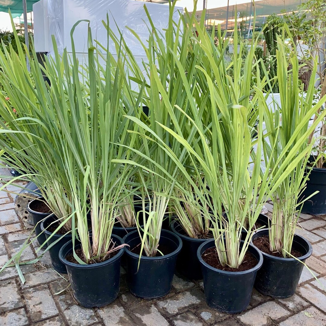 50 Seeds| Lemongrass Seeds for Planting, Heirloom Herb Seeds, Fragrant ...