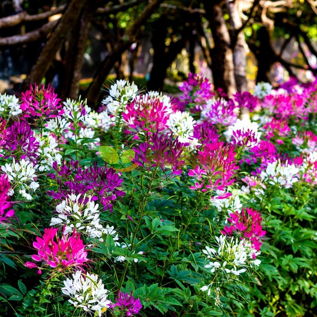 100 Seeds| Mixed Colors Cleome Seeds for Planting, Heirloom Spider ...