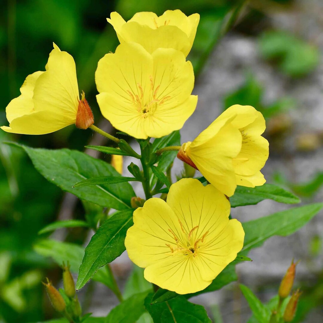 110 Seeds| Evening Primrose Herbs Seeds, Medicinal Herbal Flower ...