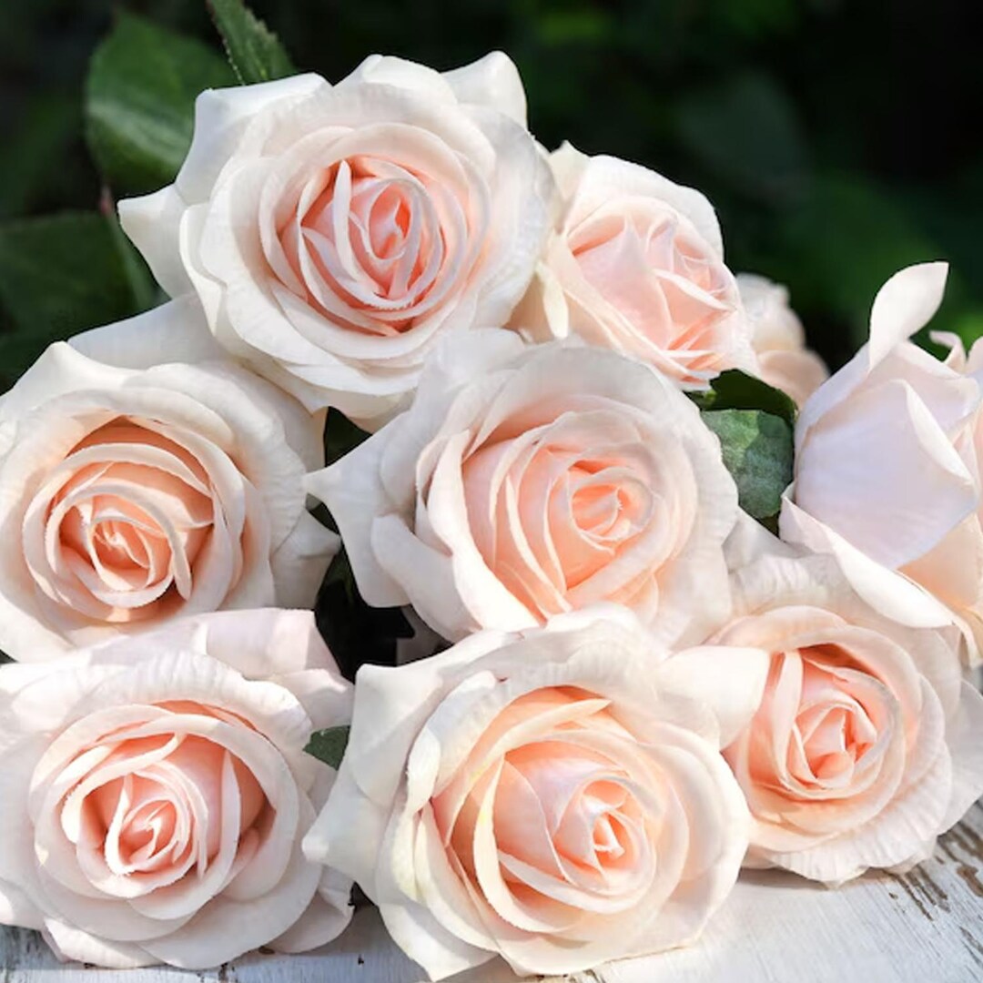 30 Seeds| Champagne Rose Seeds, Elegant Cream Blush Rose Flower Seeds ...
