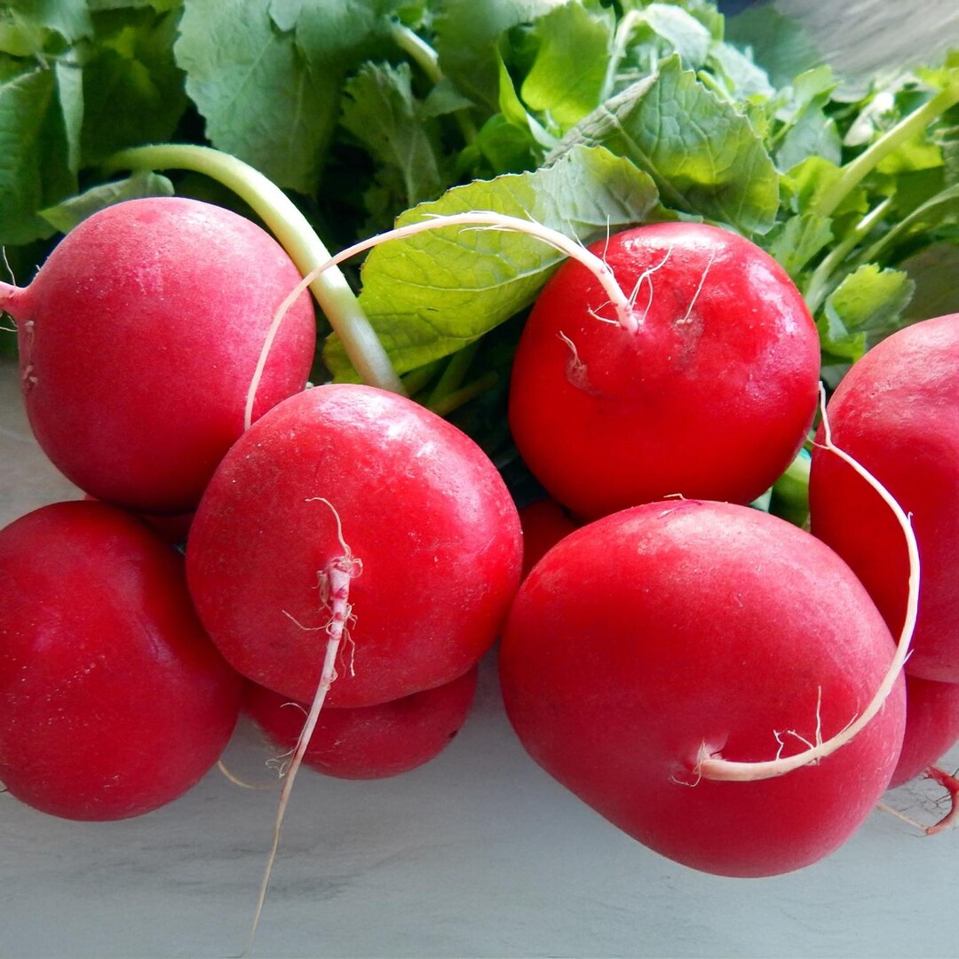 100 Seeds| Crimson Giant Radish Seeds, Large Mild Heirloom Radishes, Fast-growing Non-gmo Root ...