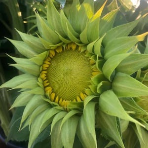25+ Seeds| Sun-fill Green Sunflower Seeds, Unique Green Sunflower Seeds ...