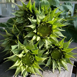 25+ Seeds| Sun-fill Green Sunflower Seeds, Unique Green Sunflower Seeds ...