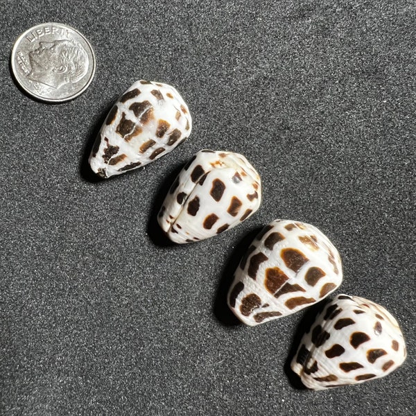 Cone Shell Jewelry - Etsy