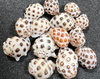 Hawaiian Drupe Shell - Etsy