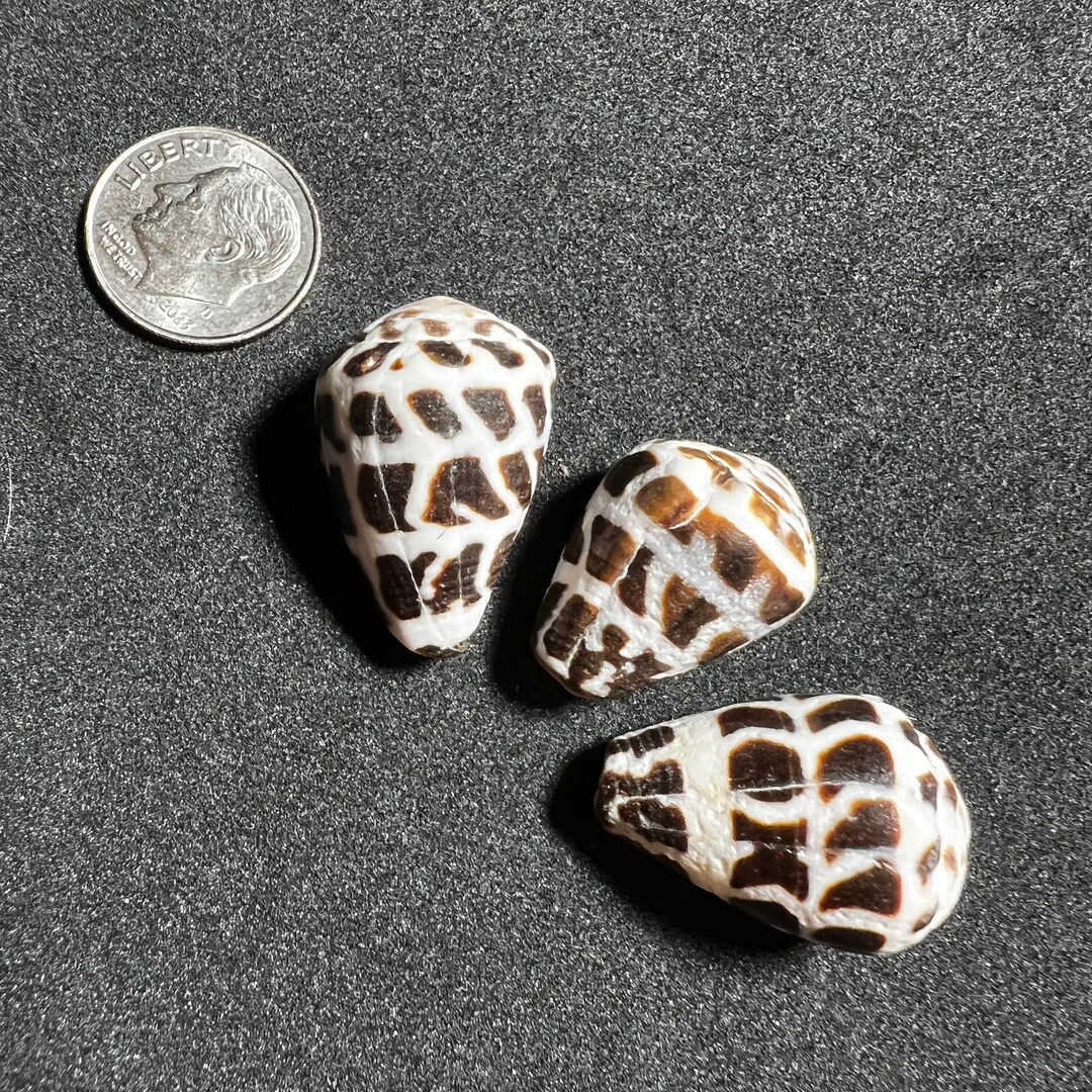 Hebrew Cone Shell Authentic Hawaiian Shells 3pcs - Etsy
