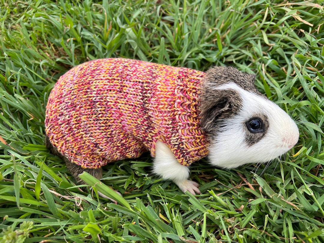 Guinea Pig Sweater "tropical", Hand Knitted Cotton Sweater, Handmade ...