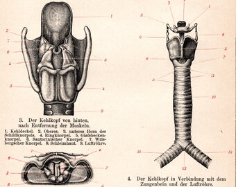 Human Larynx Print - Etsy