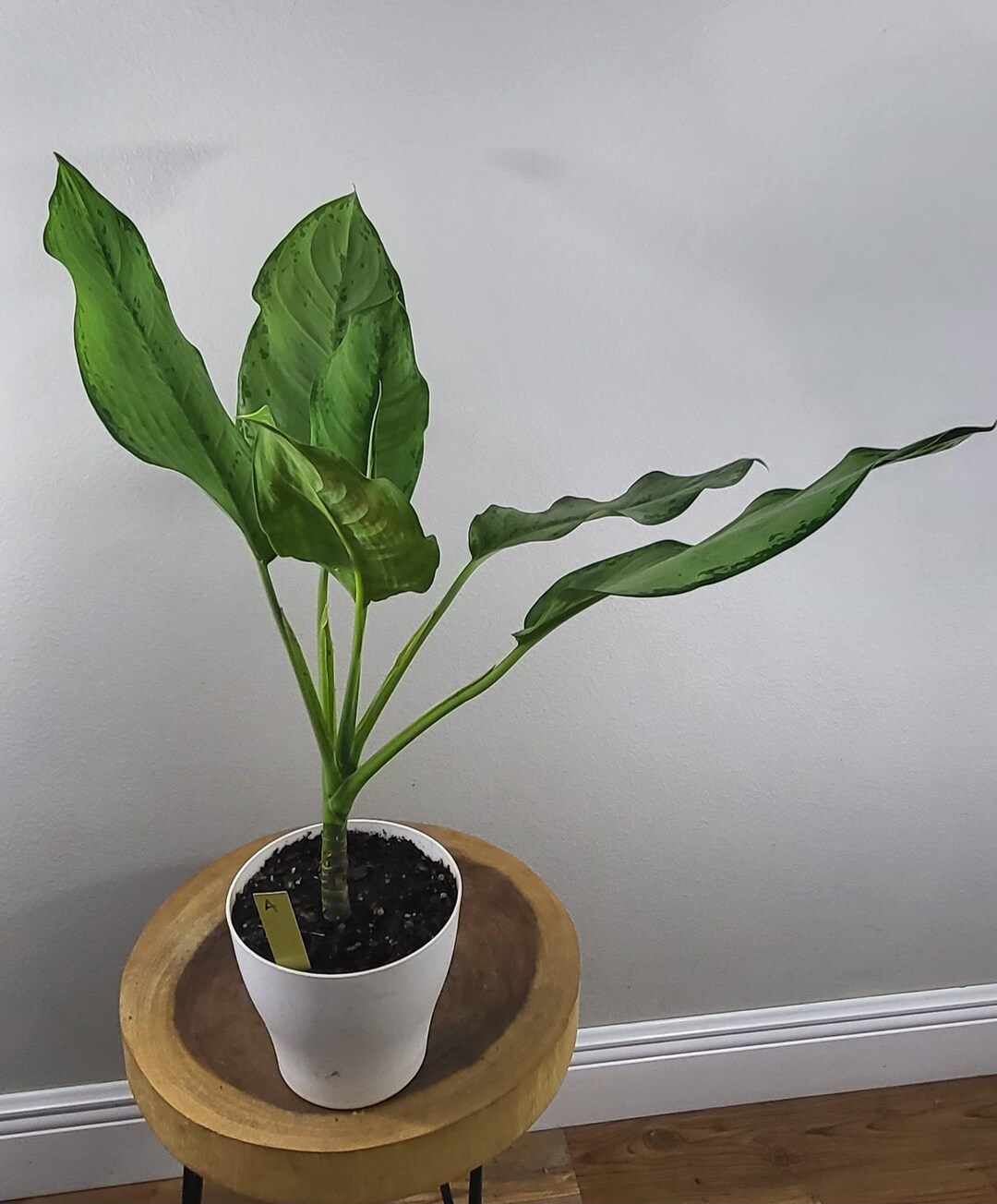 Aglaonema Silver King 2 Feet Tall With Big Long Leaves of - Etsy