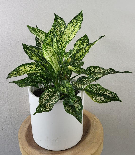 Aglaonema First Diamond Magnificent Variegation Treat Yourself - Etsy