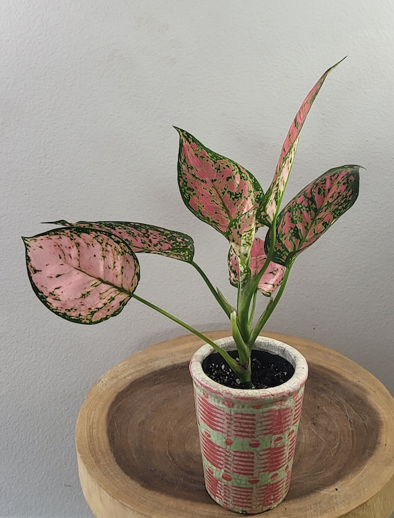 Aglaonema Pink Lady Valentine is the Pinkest Pink Queen of Any - Etsy