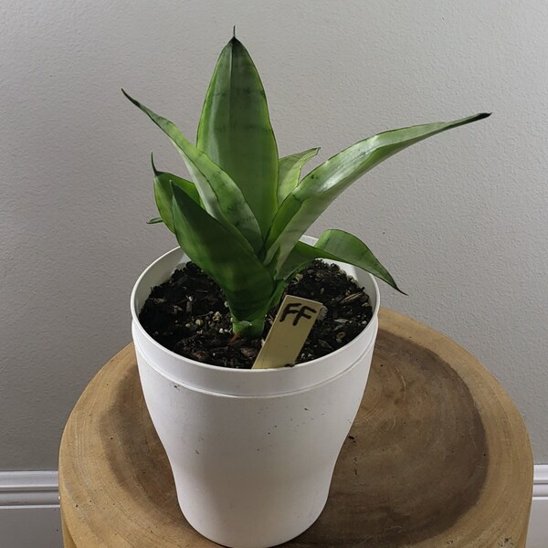 Snake Plant Rare - Etsy