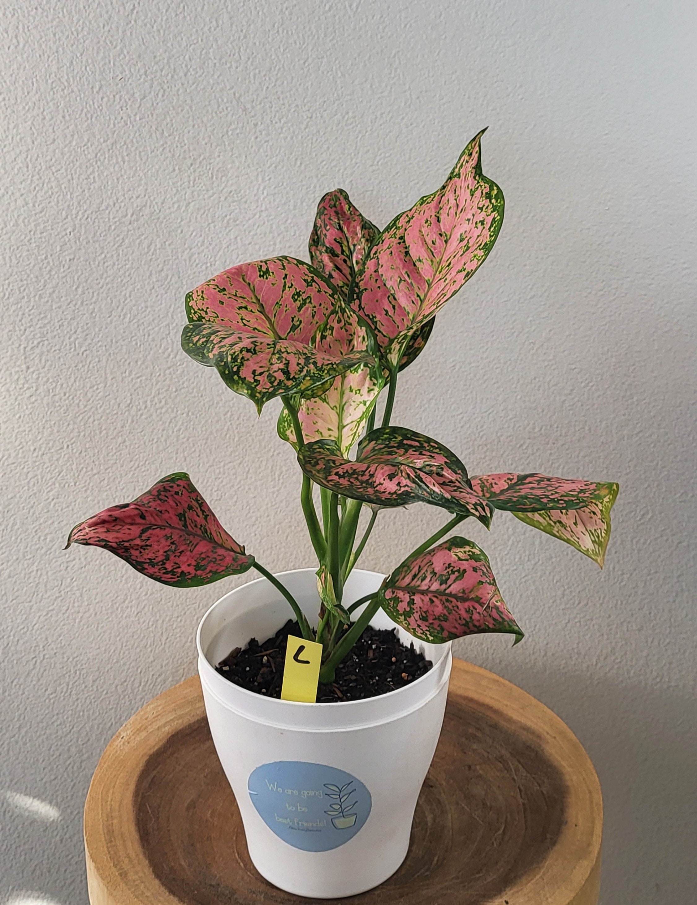Aglaonema Pink Lady Valentine is the Pinkest Pink Queen of Any - Etsy