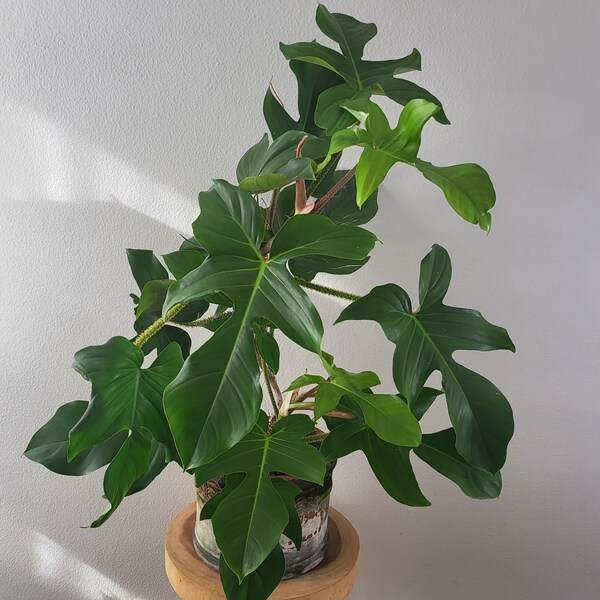 Philodendron Squamiferum - Etsy