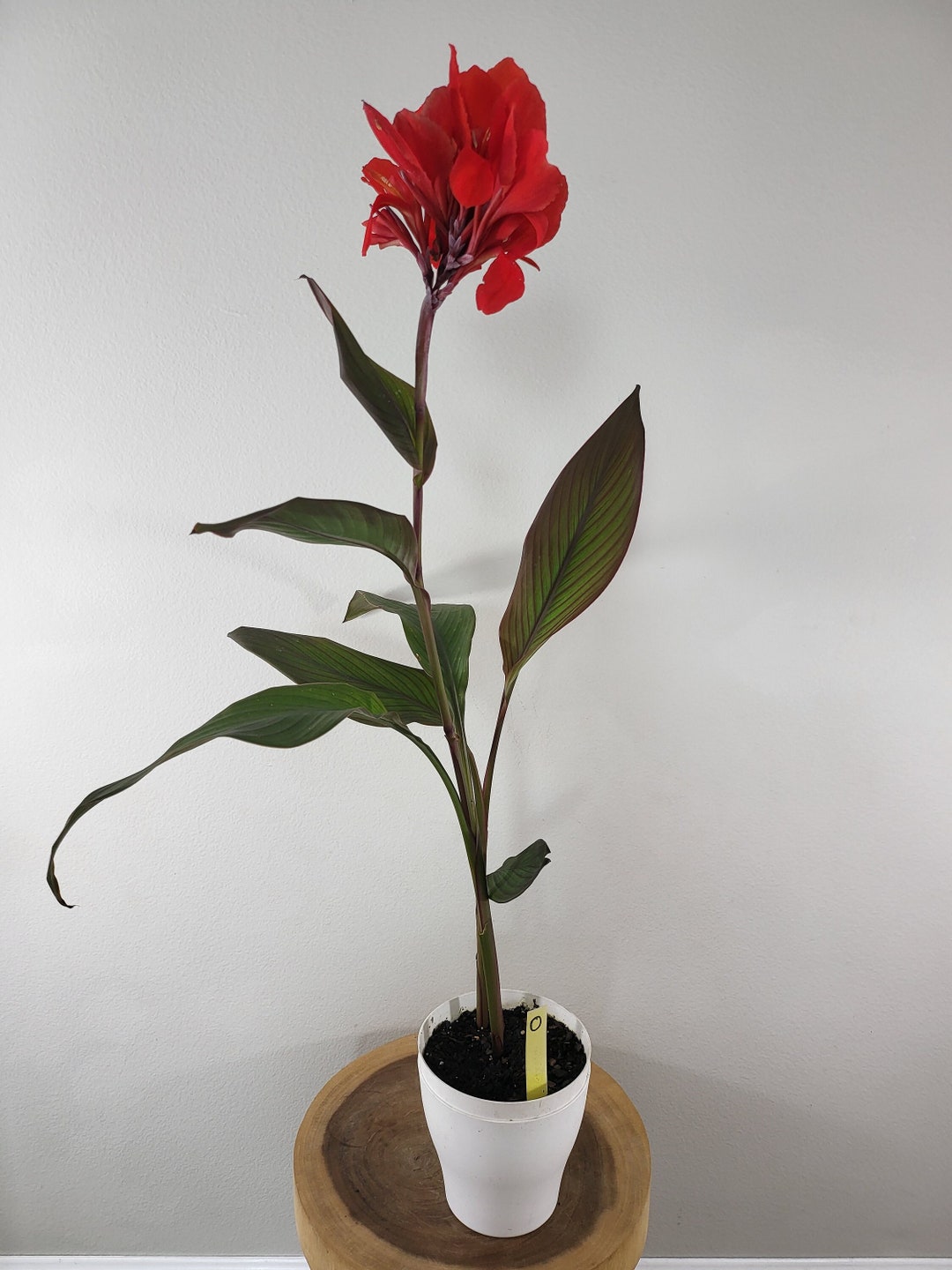 Canna Lily Bronze Scarlet Cannova Rare and Amazing Perennial Flowering ...