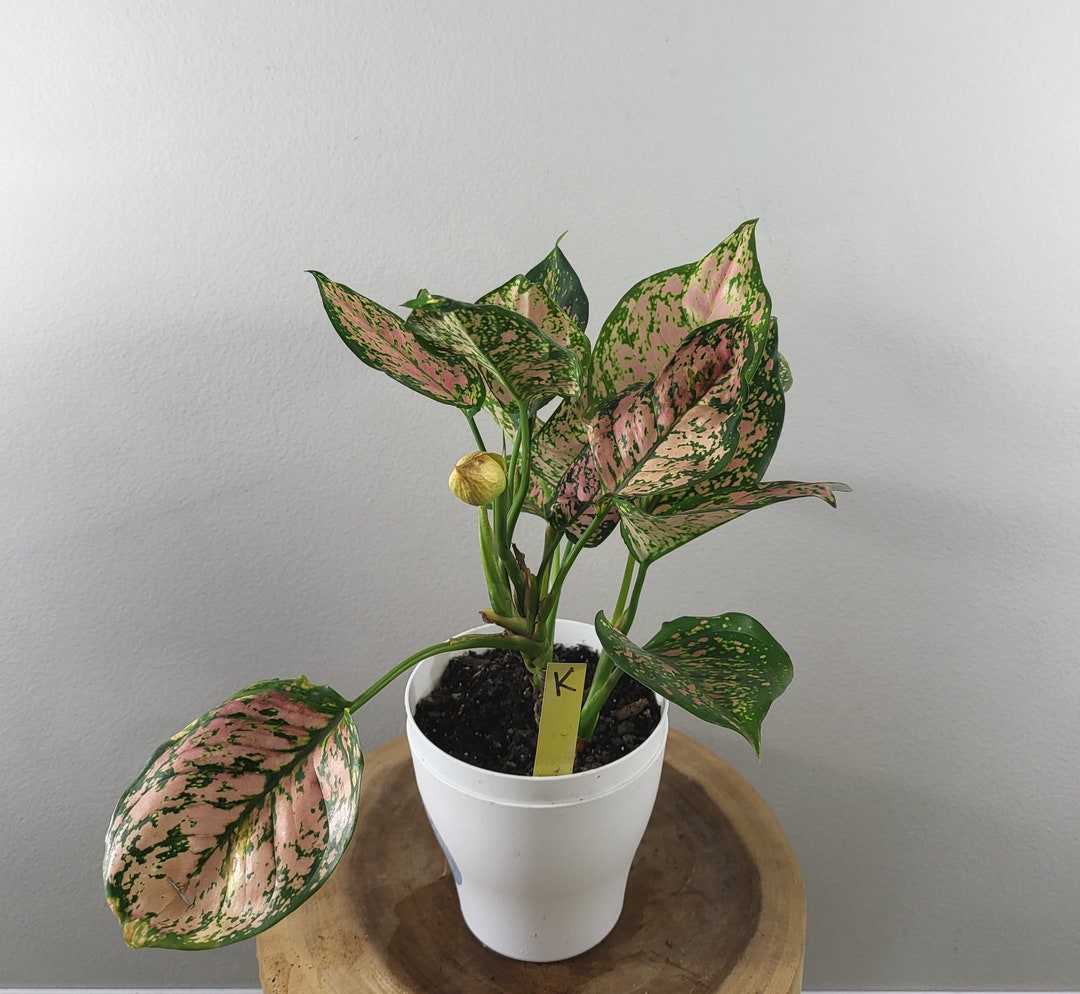 Aglaonema Pink Lady Valentine is the Pinkest Pink Queen of Any - Etsy