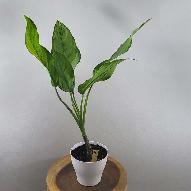 Aglaonema Silver King 2 Feet Tall With Big Long Leaves of - Etsy