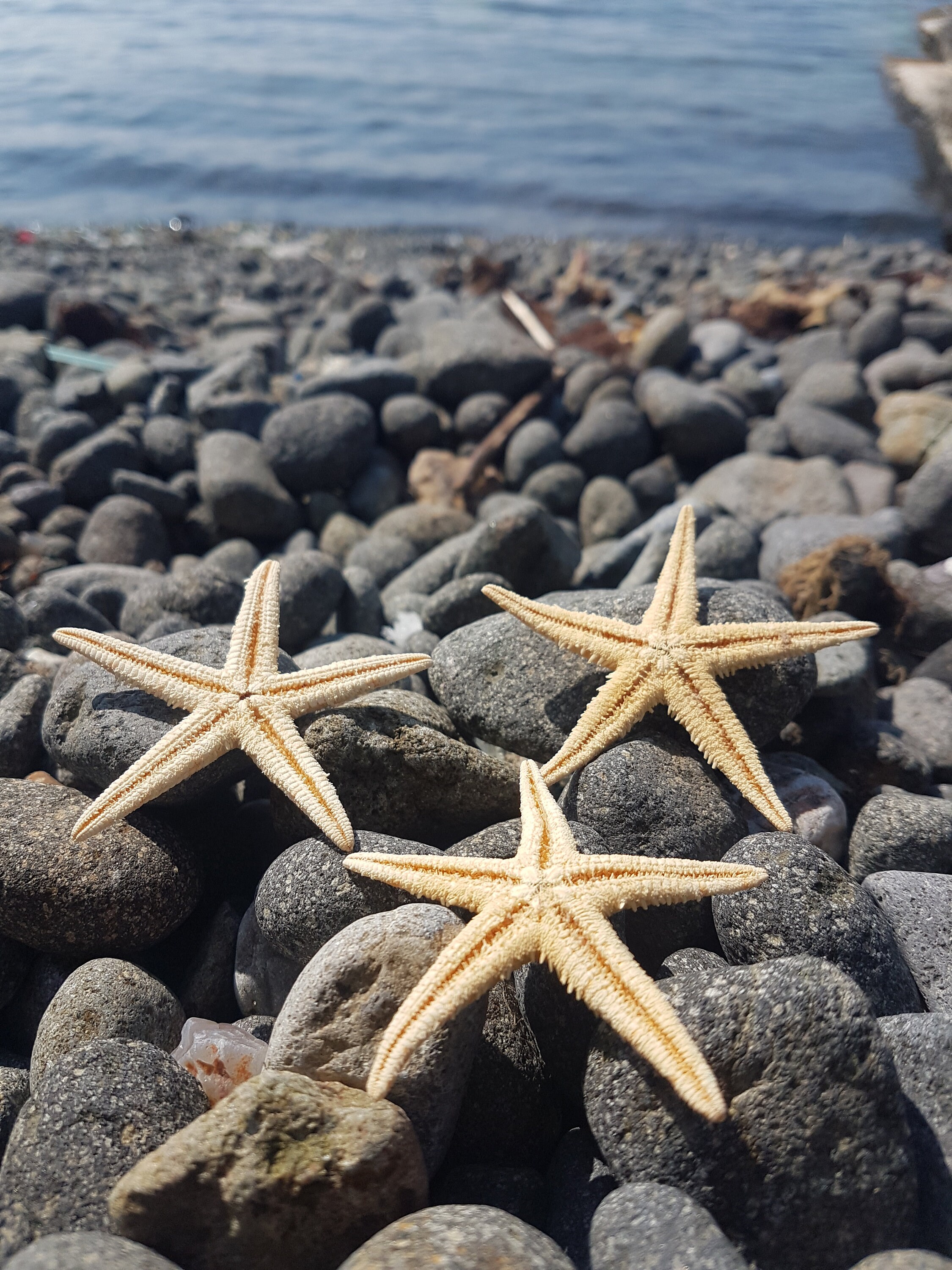 Decorative Fish Net Nautical Party Decor Nautical Room Decor - Etsy UK