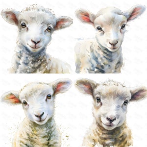 57 Cute Baby Sheep Clipart Bundle, Transparent PNG, Cute Baby Animal ...