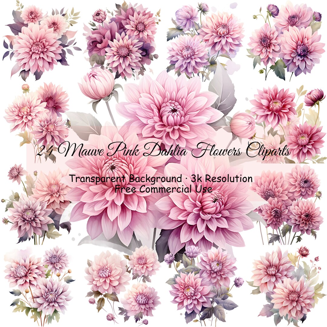 24 Mauve Pink Dahlia Flowers Clipart Bundle, Transparent PNG, Flower ...